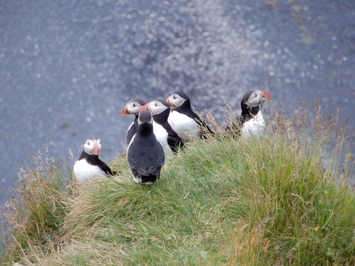 How to See Puffins in Iceland: Vik and the South Coast – Les Talk, More ...